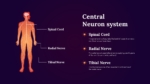 Neuroscience Presentation Template - PowerPoint & Google Slides - SlideKit