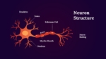 Neuroscience Presentation Template - PowerPoint & Google Slides - SlideKit
